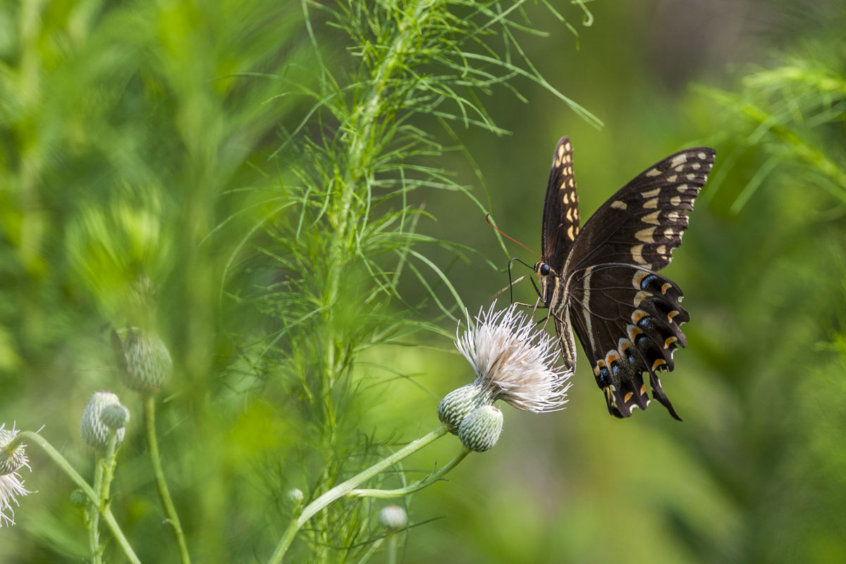 Butterfly – SJRWMD