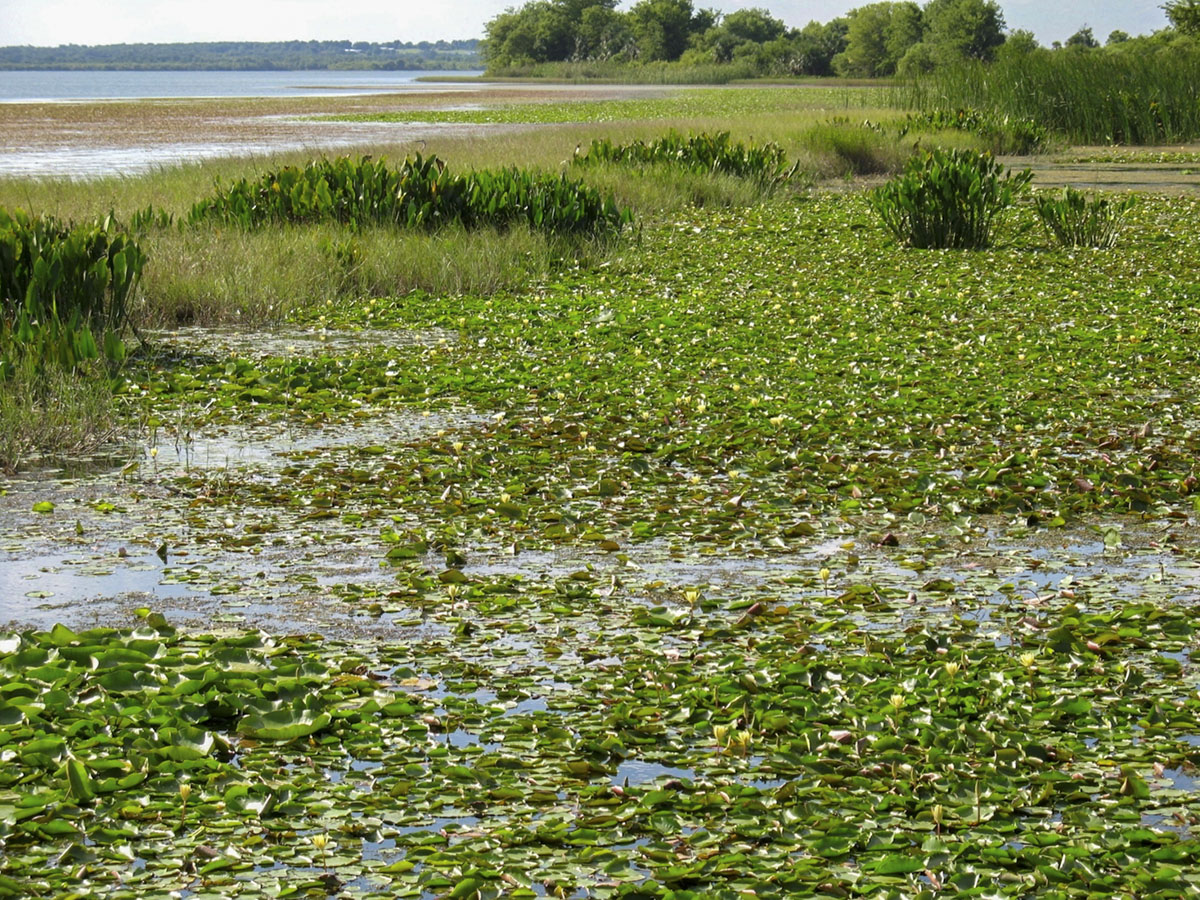Lake Griffin – SJRWMD