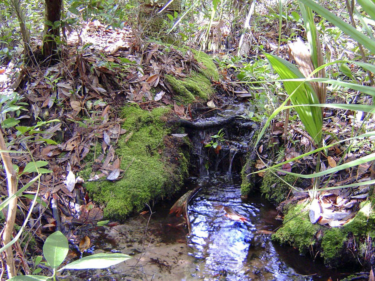 Morman Branch Springs – SJRWMD