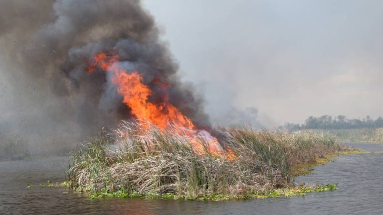 Prescribed fire at Three Forks Conservation Area in Brevard County – SJRWMD