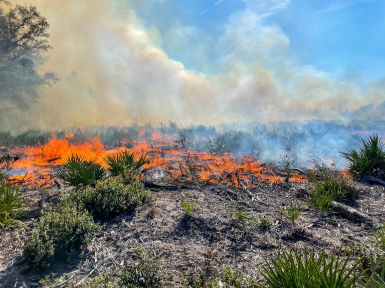 Prescribed fire at Lake Monroe Conservation Area in Volusia County – SJRWMD