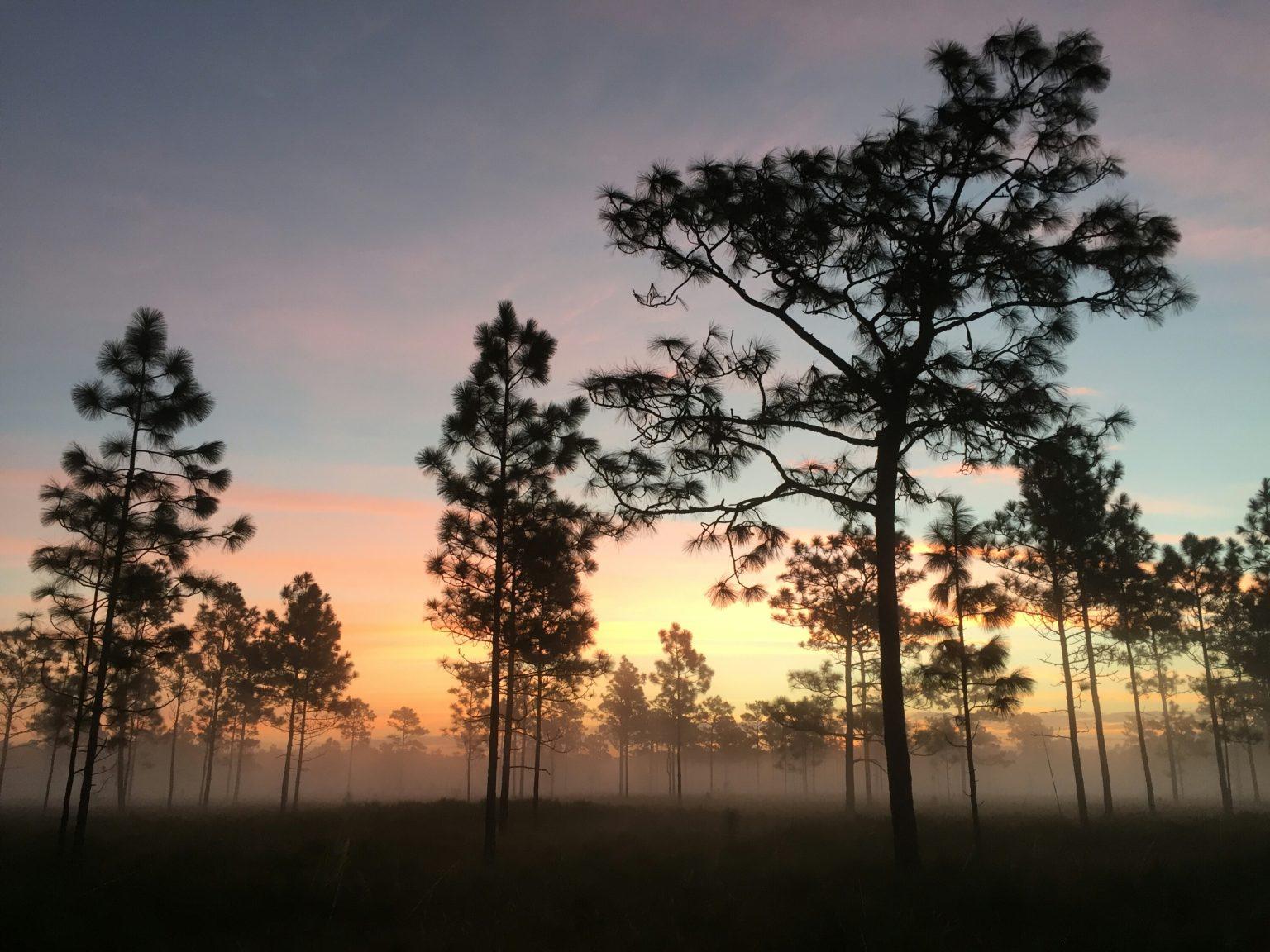 Covering 9,387 acres in Orange County, Hal Scott Regional Preserve and ...