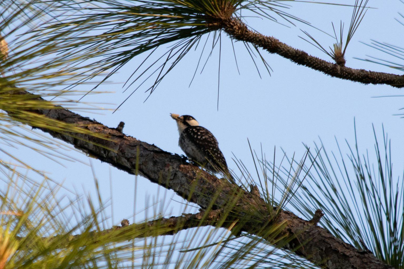 Covering 9,387 acres in Orange County, Hal Scott Regional Preserve and ...
