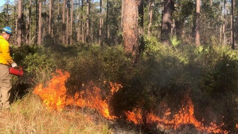 Burning to protect: Prescribed fire reduces wildfire risk in Clay ...