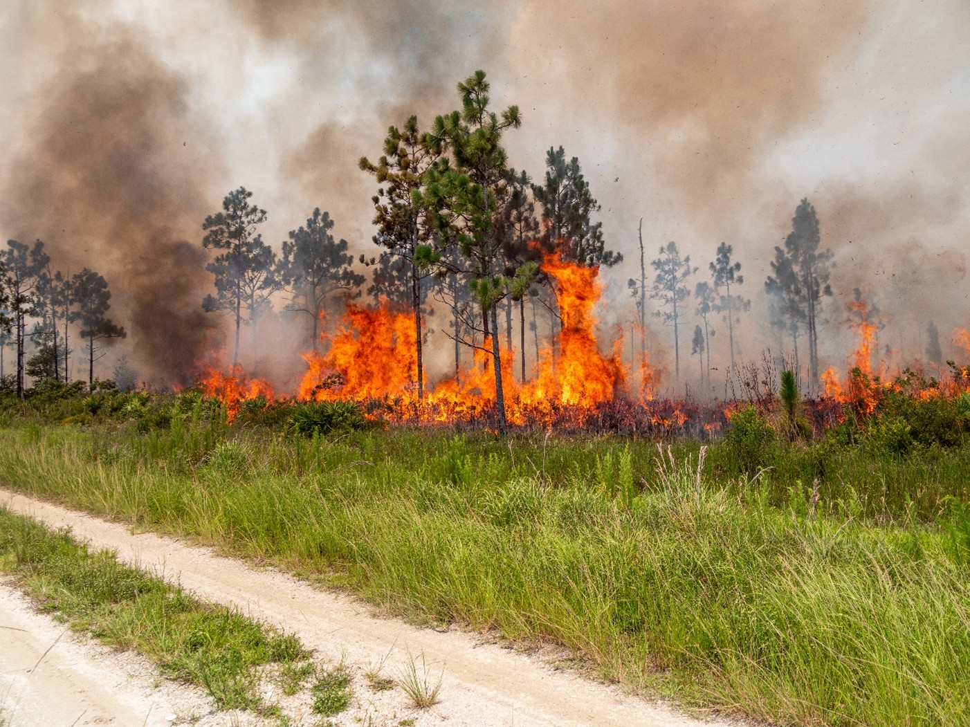 Prescribed fire at Hal Scott Regional Preserve and Park in Orange County