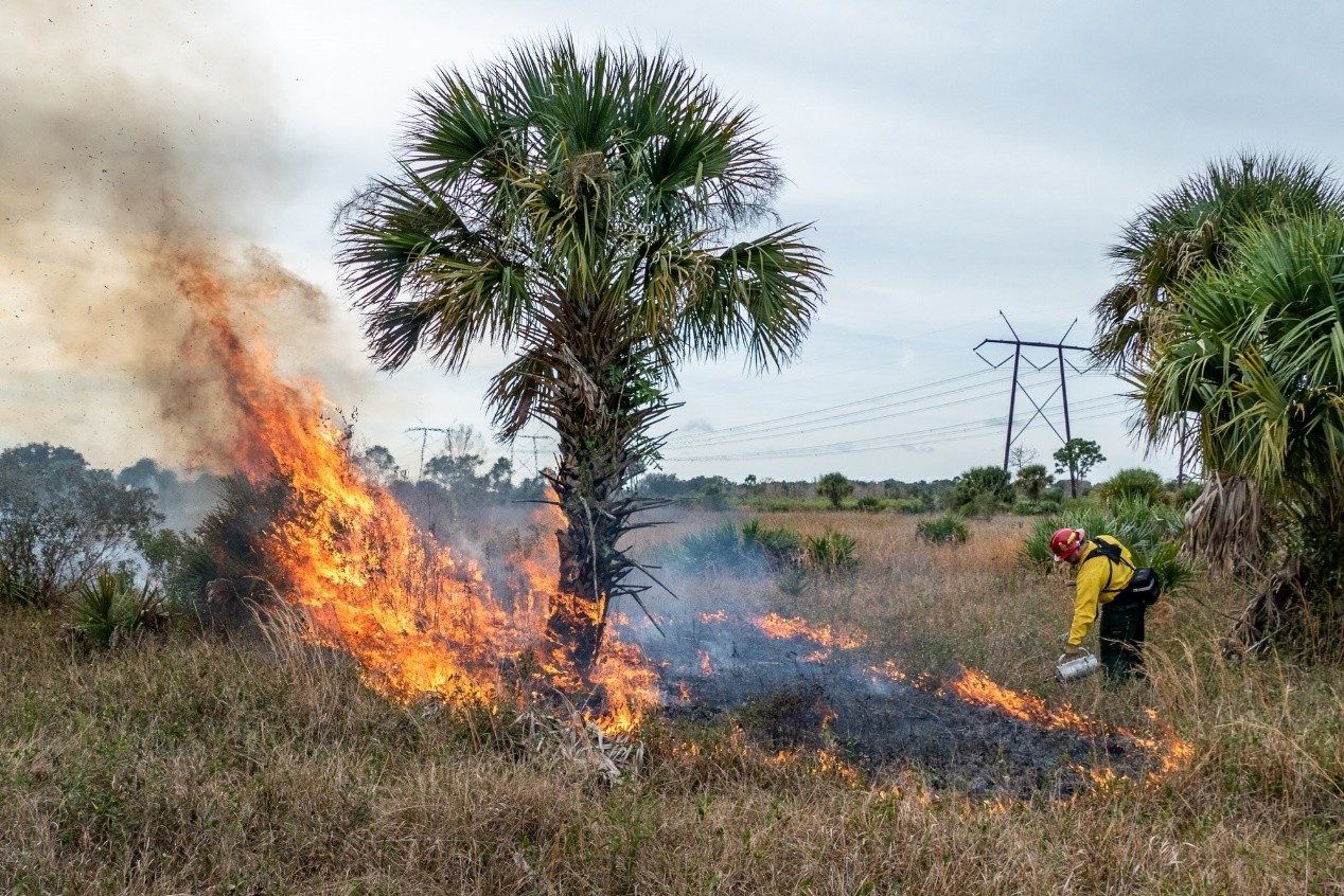Prescribed fire at Fort Drum Marsh Conservation Area in Indian River County